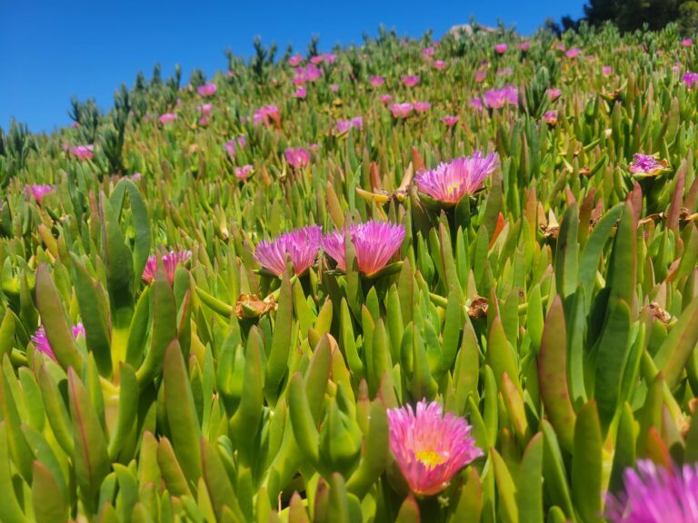 Helping Others Thrive - LemurianFellowship.org